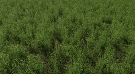 Findings About Grass Growth Stages Giants Software Forum