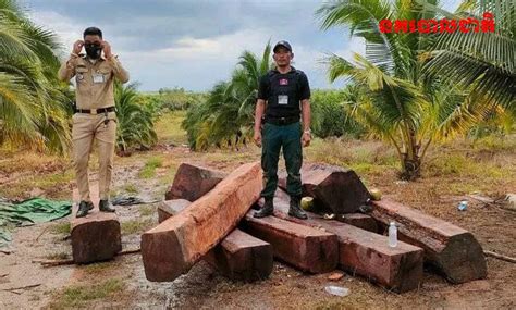 នគរបាល សេដ្ឋកិច្ច បង្រ្កាប ឈេីបានជាច្រេីនកំណា ត់ដែ លក្រុមឈ្មួញលួចលាក់ទុកនៅក្នុងដីចម្ការដូង មួ