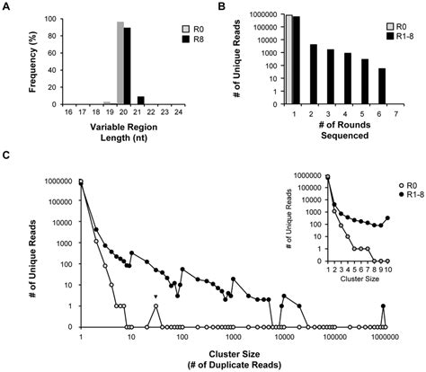 Bioinformatics Analysis Of High Throughput Sequence Data From Selection Download Scientific