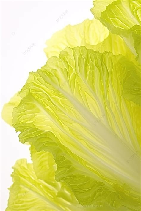 흰색 배경에 양배추 배경 화면 및 일러스트 무료 다운로드 Pngtree