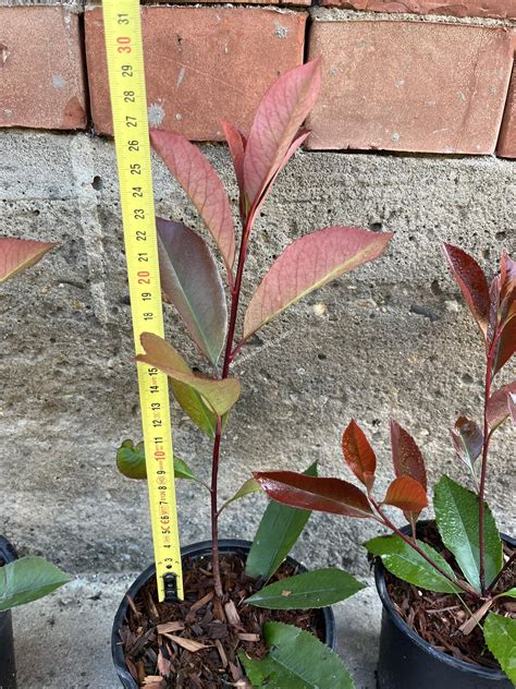 Фотиния Ред Робин Разсадник и декоративни растения Градина Дарина