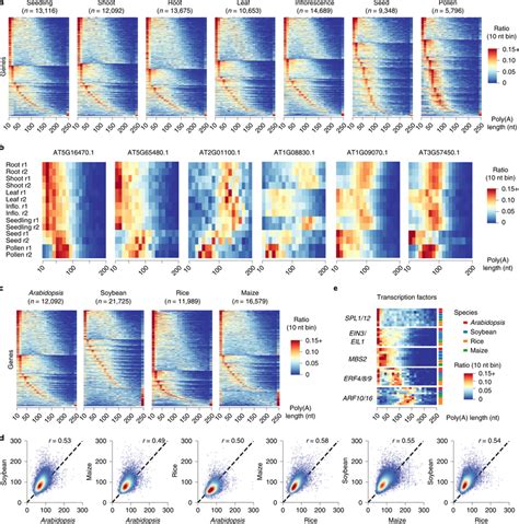 Tissue Specific And Evolutionarily Conserved Regulation Of Polya Tail Download Scientific