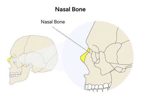 Anatomía Del Cráneo Humano Infografía Hueso Nasal En Vector Vector