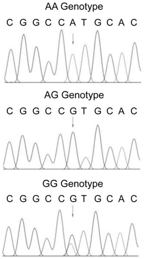 Complete Sequence Of Porcine Bmp7 Gene 3 Utr Mutation Sites
