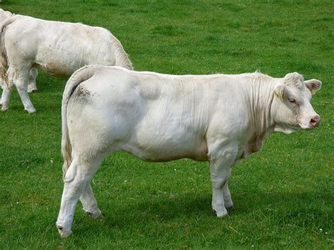 Viac Ako 6 000 Bezplatných Obrázkov Na Témy Charolais Cattle A Dobytok