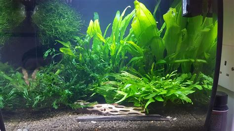 Fluval Flex 57 Planted Aquascape Ideas