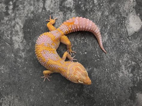 Albino Leopard Gecko Cream Or Pink Body Color With Unique Patterns