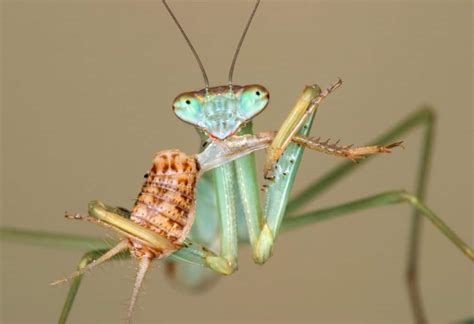 Grasshopper Vs Praying Mantis Whatbugisthat