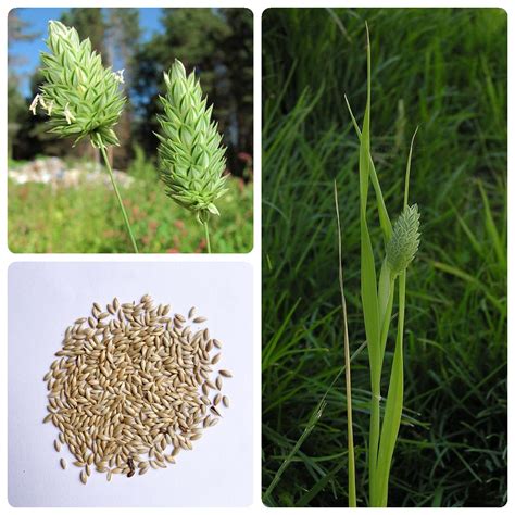 白尖粟白尖粟加纳利子白尖大山谷图库