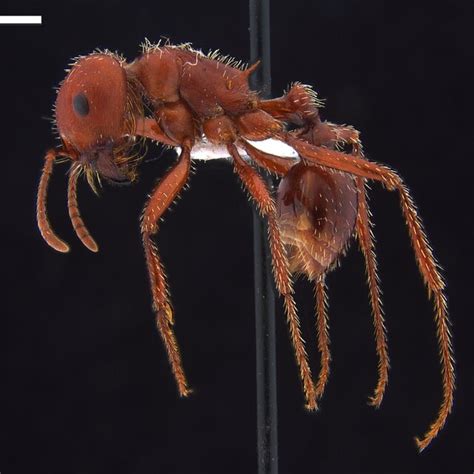 Red Harvester Ant Pogonomyrmex Barbatus Formicidae Myrmicinae An