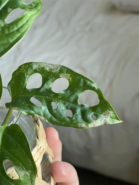 What Is The Grey Thing Rhouseplants