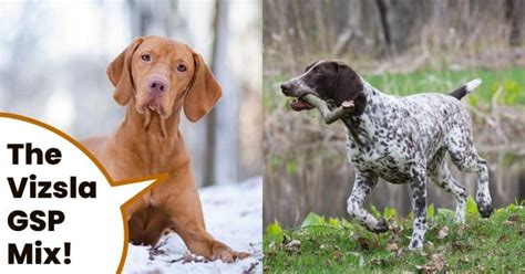 Vizsla Gsp Mix Breed Traits And Needs Its A Vizsla