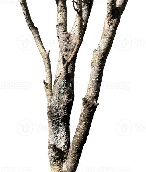 Old Tree Branch Without Leaf Isolated PNG