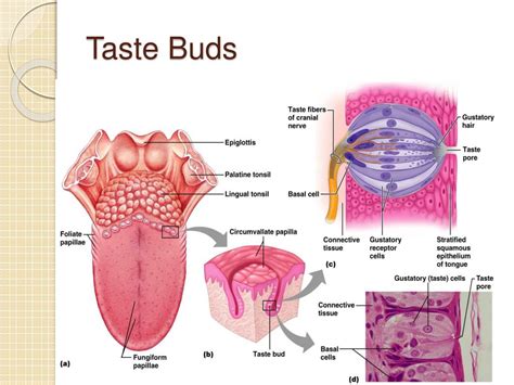 Why Are Some Taste Buds Bigger Than Others At Peggy Rios Blog