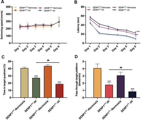 Aging Depletion Of Senp1 Mediated Pparγ Sumoylation Exaggerates Intermittent Hypoxia Induced