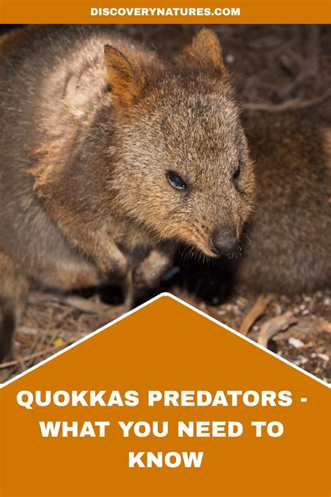 Quokka Predators Threats To The Adorable Marsupial