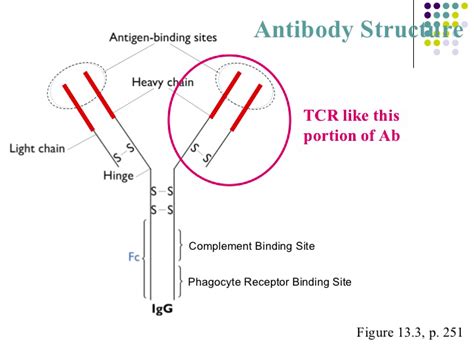 Pin On Chapter 21 Lymphatic Immune