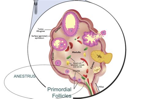 Exam 2 ANSC 210 Flashcards Quizlet Exam 2 ANSC 210 Flashcards Quizlet
