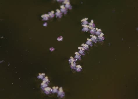 Eelgrass Sex Is Strange In Defense Of Plants