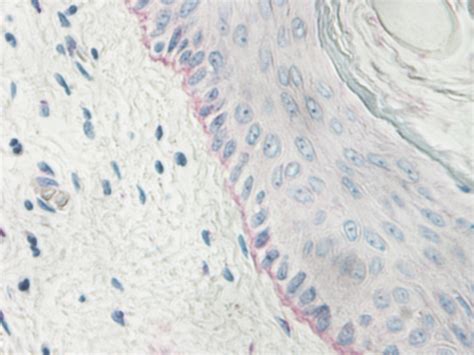 Anti Ifn Lambda 2 Antibody Arg66112 Arigo Biolaboratories