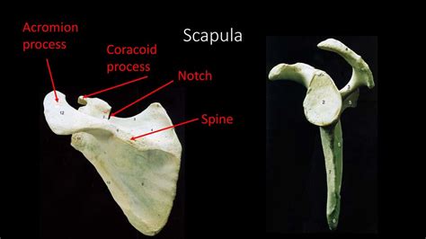 Bone Naming And Parts Identification Ppt Download