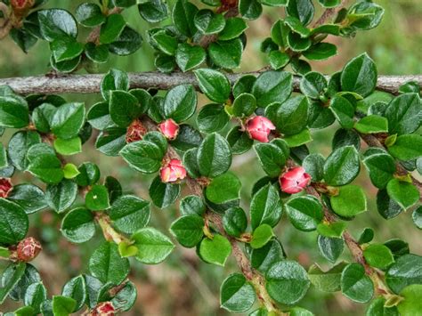 Cotoneaster Horizontalis Clean Seed Common Bonsaishrub Rock