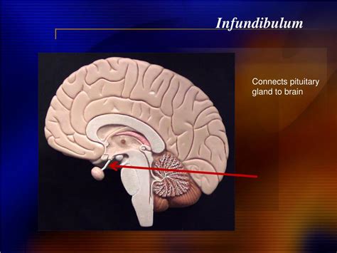 Ppt Brain And Cranial Nerves Powerpoint Presentation Free Download