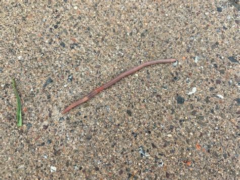 Why Do We See So Many Worms When It Rains The Weather Network