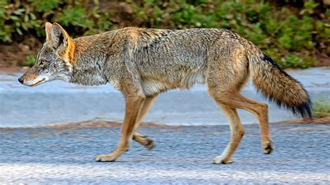 Coyotes Cape Coral Friends Of Wildlife