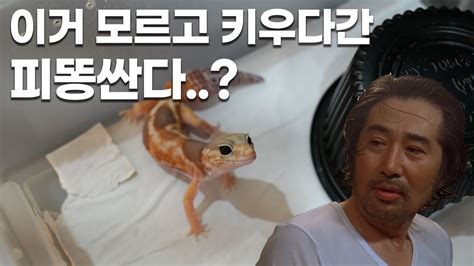 펫테일 게코를 키우기 전 꼭 알아야 할 것들 5가지 크레스티드 게코 레오파드 게코도 참고 가능 Youtube