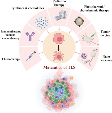 Tertiary Lymphoid Structure In Tumor Microenvironment And Immunotherapy Of Lung Cancer