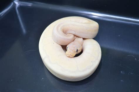 Python Regius Banana Pinstripe Reptile Univers Cues