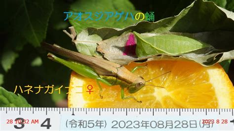 ハネナガイナゴも 4年ぶりにだけがコンビニに 新廿日市市の自然観察昆虫