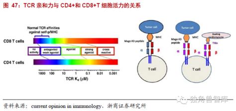 Tcr细胞 细胞衰老 正常细胞和细胞 第8页 大山谷图库
