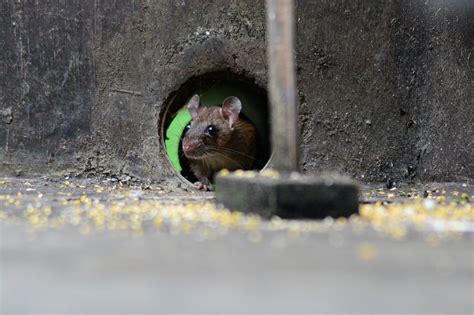 Winter Pest Issues In The Pacific Northwest