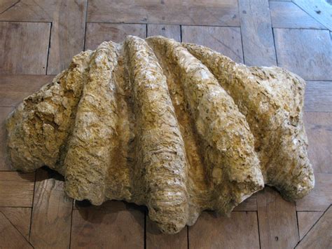 Giant Fossilized Clam Shell Decorative Items
