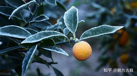 霜降：人间霜花白，从容向寒迈 知乎