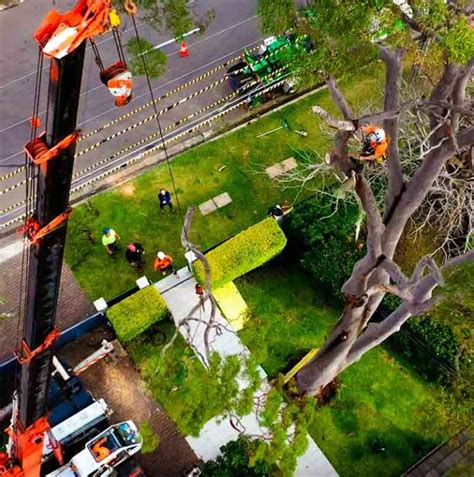 Tree Removal Legislation NSW Sydney No Council Permit