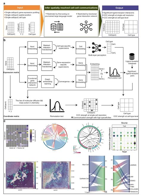 Spaccc Large Language Model Based Cell Cell Communication Inference For Spatially Resolved