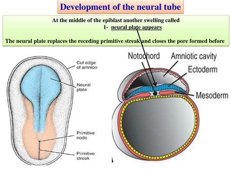 Ppt Derivatives Of The Ectodermal Germ Layer Powerpoint Presentation Id 1981616