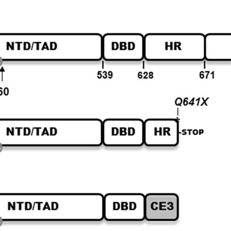Androgen Receptor Variants In Prostate Cancer Arfl Full Length Ar Download Scientific