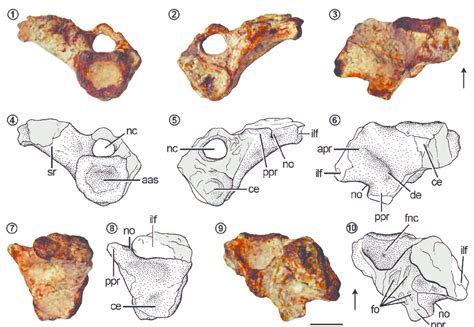 Archosauromorph Partial Second Sacral Vertebra And Right Rib Crilar Pv