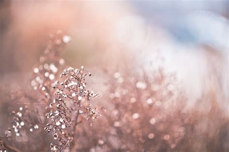 배경 화면 햇빛 자연 겨울 사진술 분기 서리 니콘 보케 토론토 봄 동결 85mm 식물 시즌 12 월 꽃잎 D700 Week52project