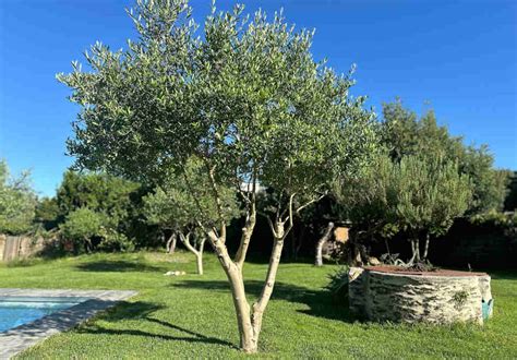 Olivier Culture Et Utilisation Des Olives