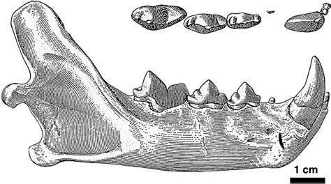 Phylogenetic Systematics Of North American Pseudaelurus Carnivora Felidae