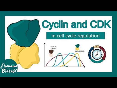 Free Video Cyclin And Cdk In Cell Cycle Progression How Cyclin Cdk Works From Animated