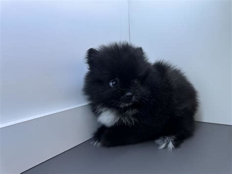 포메라니안 복실복동이 소형강아지종류 브숏 말티슈 푸들성격 꼬똥드툴레아분양 브리더분양 작은강아지 털없는강아지 회색푸들 타이니푸들 키우기쉬운강아지 믹스견종류 풍산개분양 잭러셀