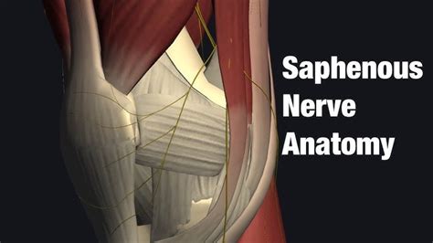 Infrapatellar Branch Of The Saphenous Nerve