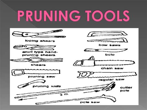 PPT FRUIT TREE PRUNING PowerPoint Presentation Free Download ID 1559759