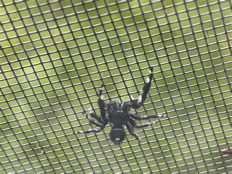 Cute Fellow R Spiders